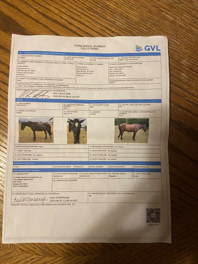 The Most Beautiful Registered Friesian Gelding George