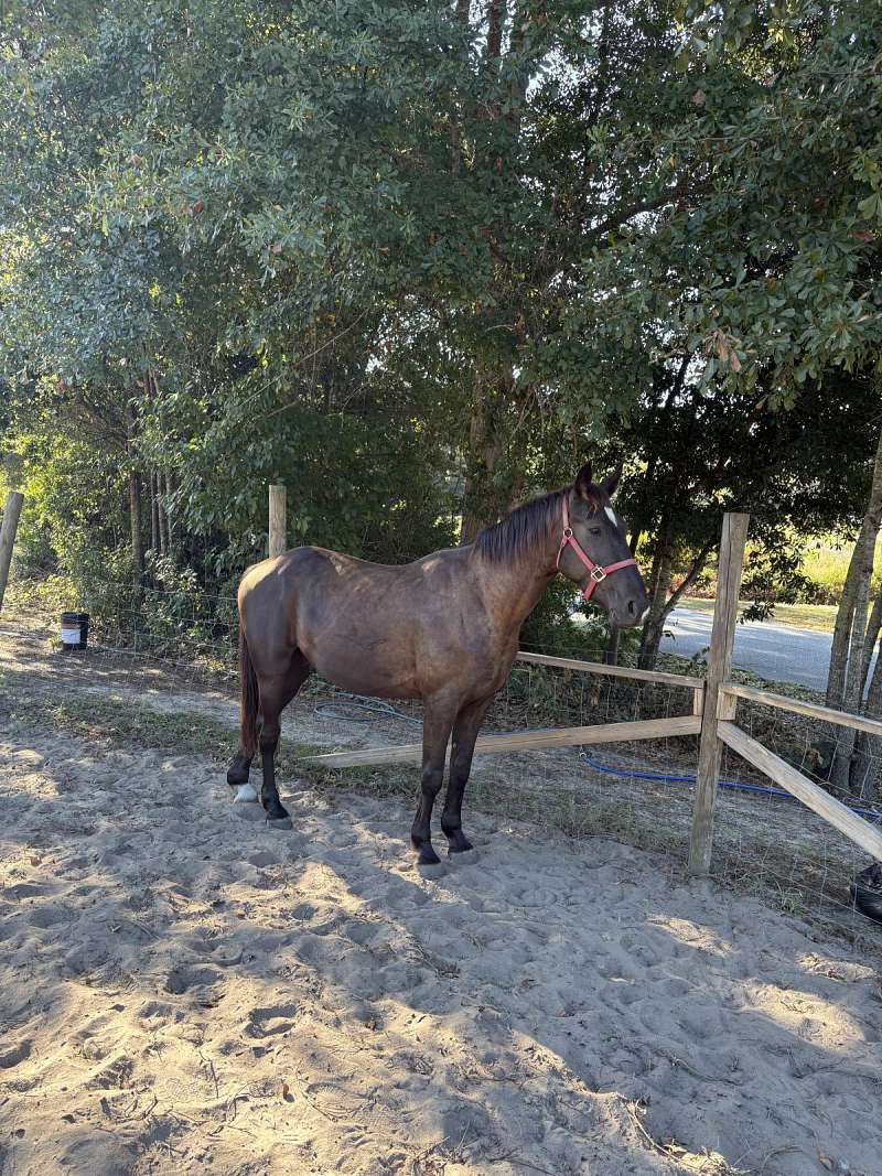 The Most Beautiful Registered Friesian Gelding George