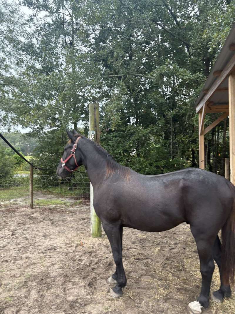 The Most Incredible Friesian Cross Gelding George