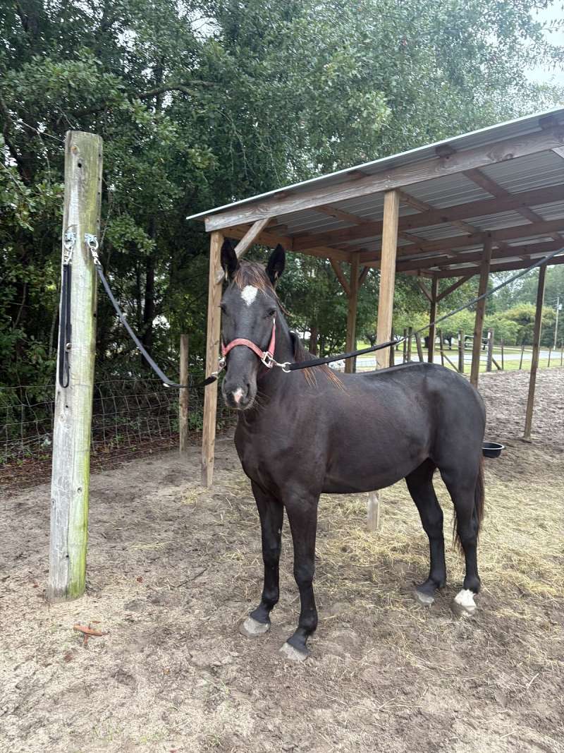 Merry Christmas a Wonderful Christmas Gift Friesian Gelding Good Boy George