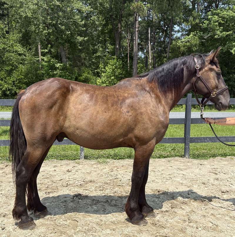Percheron Cross Gelding