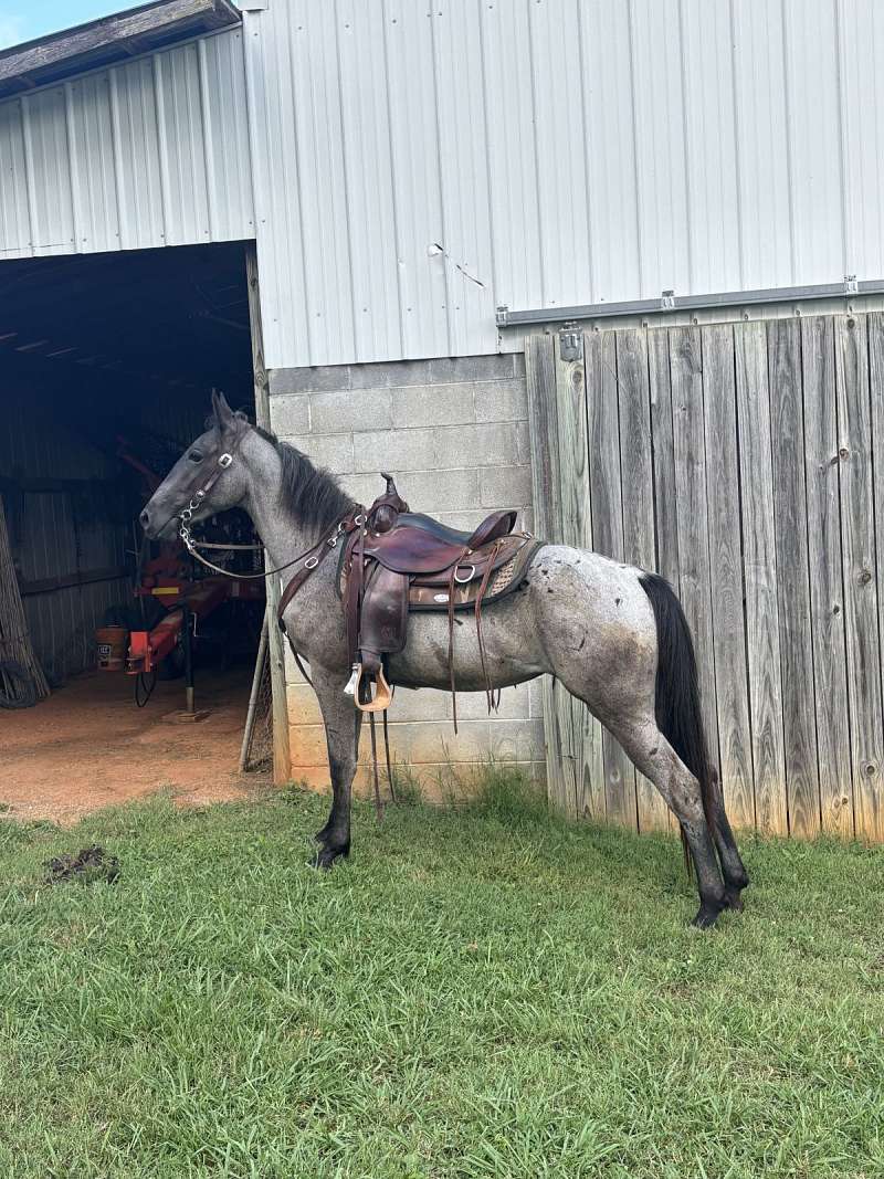 3 Year Old Tennessee Walking Horse Mare-Blue Roan