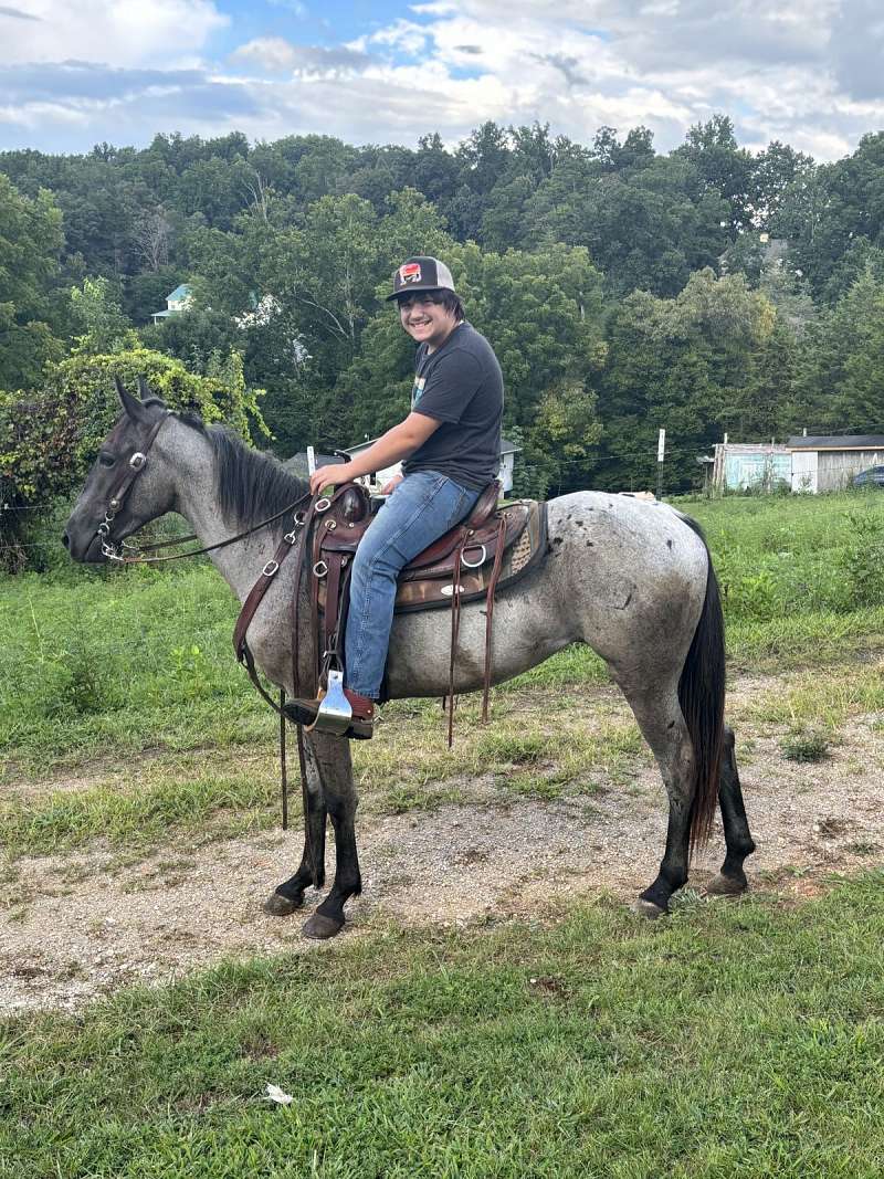 3 Year Old Tennessee Walking Horse Mare-Blue Roan