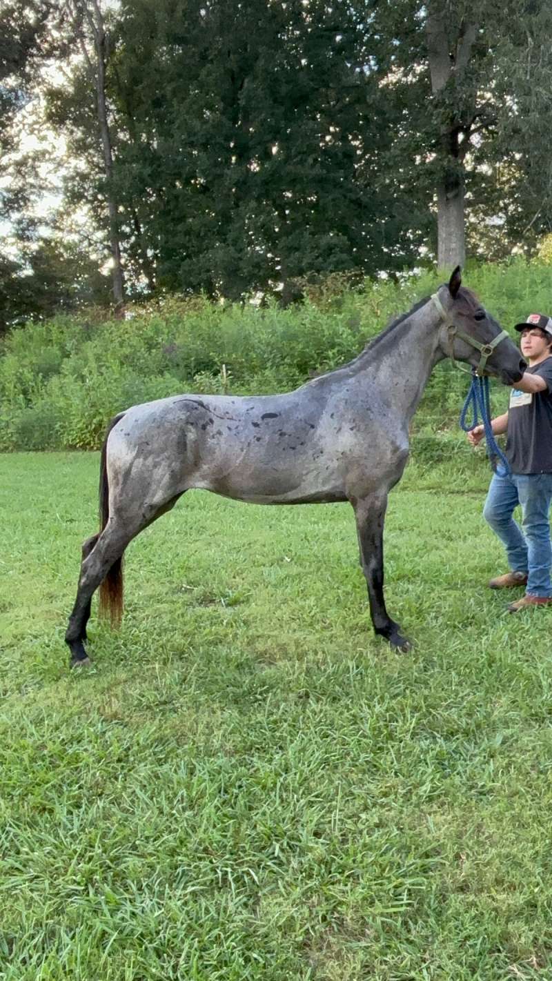 3 Year Old Tennessee Walking Horse Mare-Blue Roan