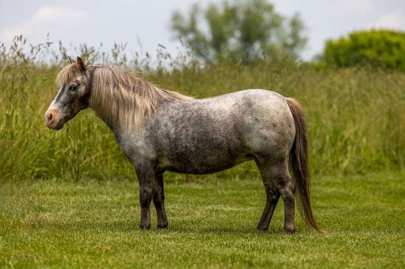 Ponies for Sale