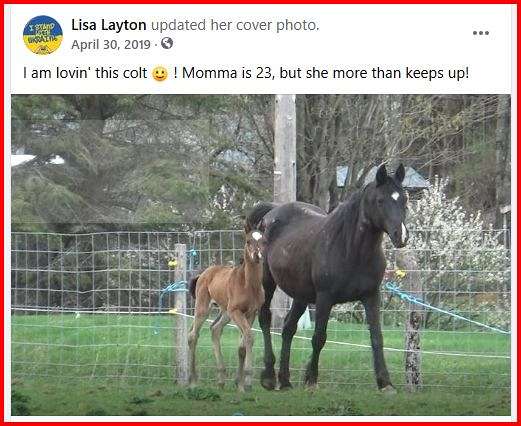 Natl Sport Perf. Ponies for Sale