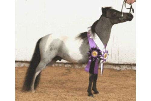AMHA / AMHR 29" Non-Dwarf Blue Roan Pinto Stallion