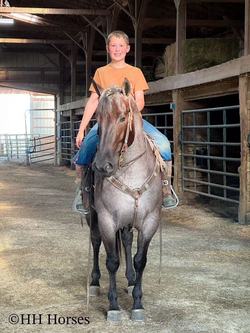 Super Gentle AQHA Registered Blue Roan Mare, Youth Ridden