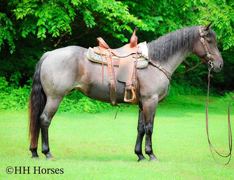 Super Gentle AQHA Registered Blue Roan Mare, Youth Ridden