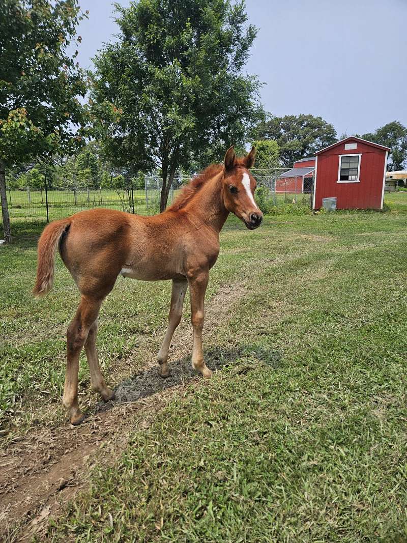 Solid Built Purebred Filly