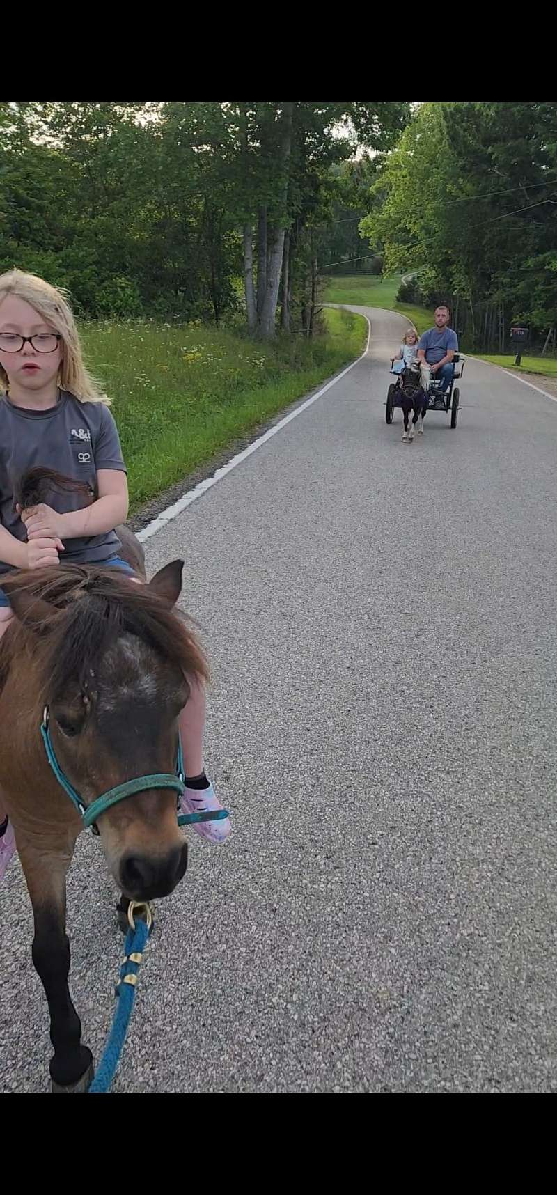 Miniature Horse Pair Stud & Gelding