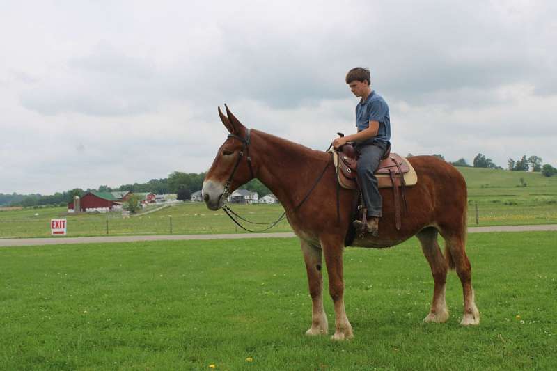 Quiet and Gentle Mule
