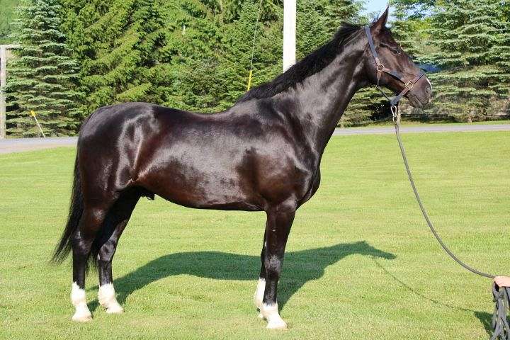 Beautiful Black 16.3 1/2 Hands, 8 Yr Old Dhh Cross Gelding