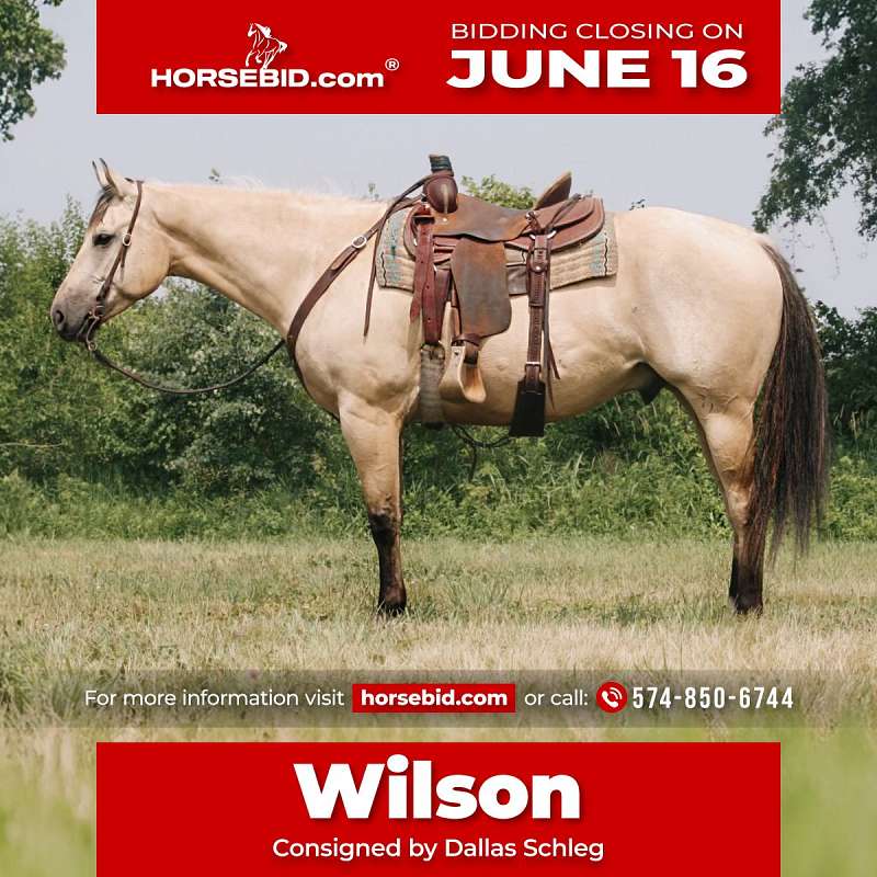 Wilson - Solid Ranch & Roping Horse 7 Yr Old Buckskin Quarter Horse Gelding