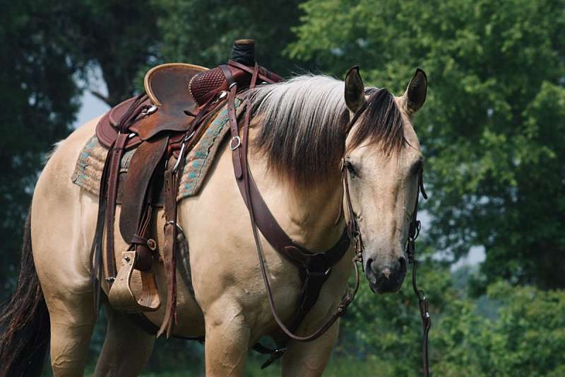 Wilson - Solid Ranch & Roping Horse 7 Yr Old Buckskin Quarter Horse Gelding