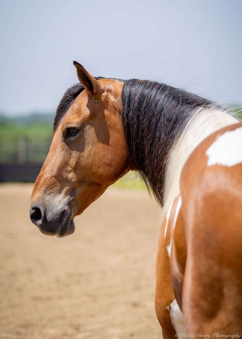 Tibbs - Super Handsome 10 Yr Old Bay & White Belgian/Paint Cross Gelding!