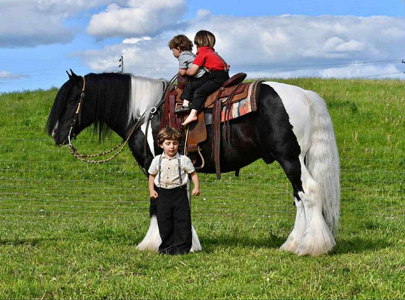 Ridge - Flashy All-Around Horse 6 yo Black & White Gypsy Vanner Stallion!