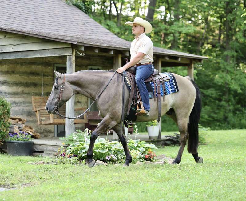 Pumbaa - Stunning Ranch & Rope Horse 7 Yr Old Grulla AQHA Gelding!