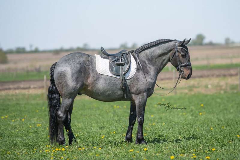 Jagger - Jaw Dropping Gorgeous 5 Yr Old Blue Roan Friesian QH Cross Gelding
