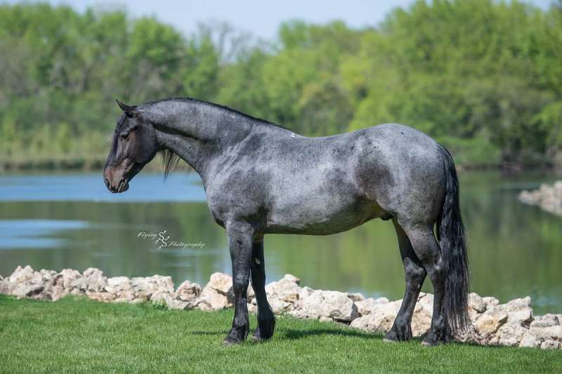 Jagger - Jaw Dropping Gorgeous 5 Yr Old Blue Roan Friesian QH Cross Gelding