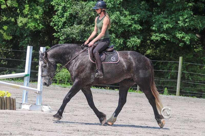 Governor - Versatile & Family-Friendly 5 yo Grey Friesian/Percheron Gelding
