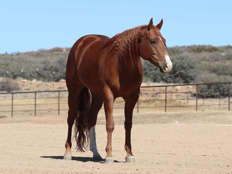 Dougie - Certified Good Boy 4 Yr Old Sorrel AQHA Gelding!