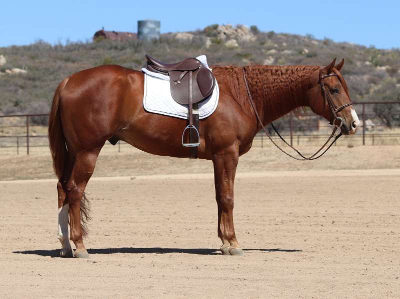 Dougie - Certified Good Boy 4 Yr Old Sorrel AQHA Gelding!