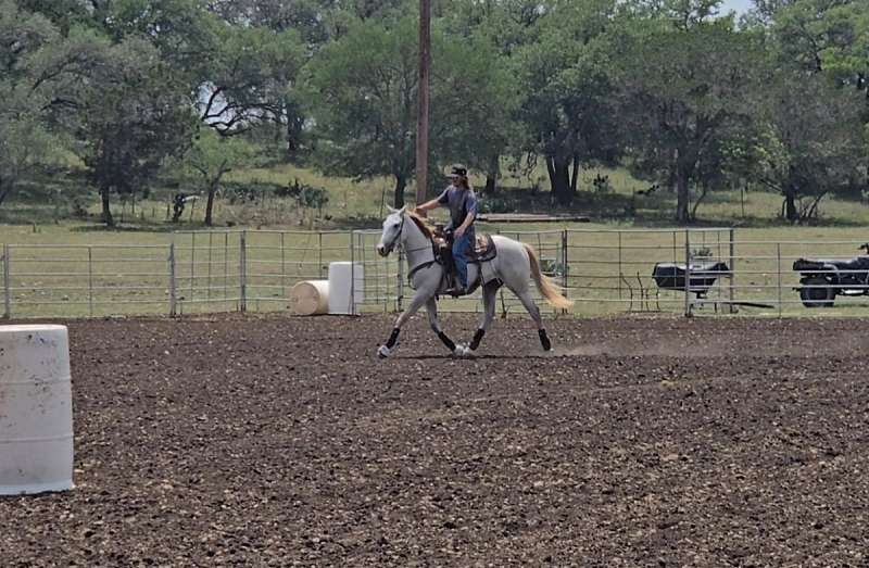 1d Prospect, Started Under Saddle