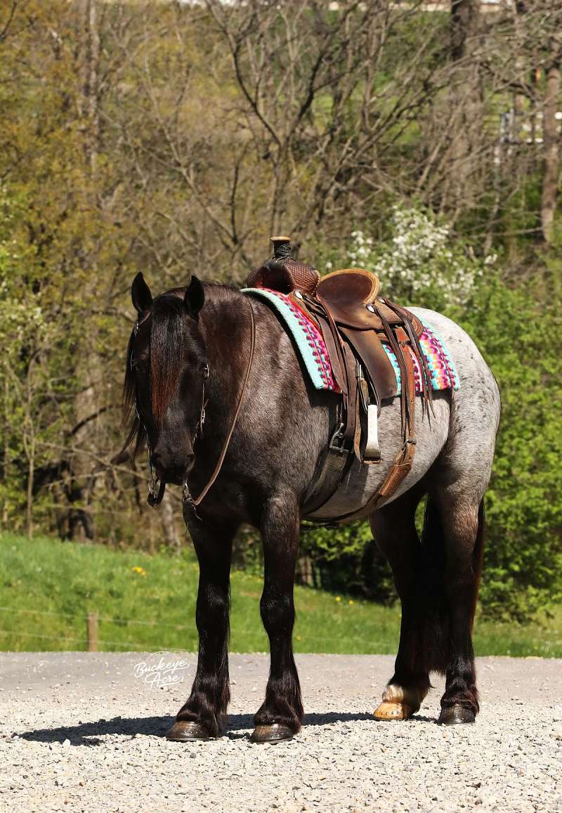 Bluey 4-Year-Old, 13.2-Hand Blue Roan Gypsy Cross Gelding is a True Gem