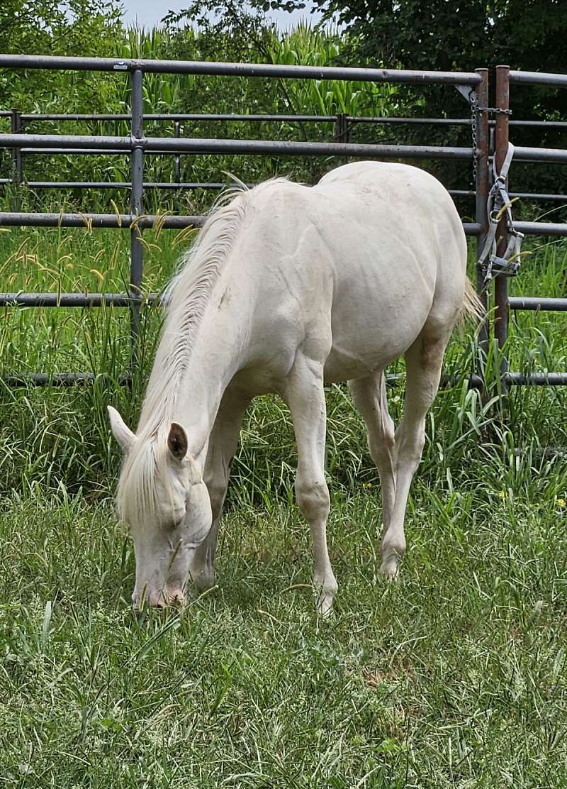 Buddy ~ 2 Year Cremello Stallion (Geld)