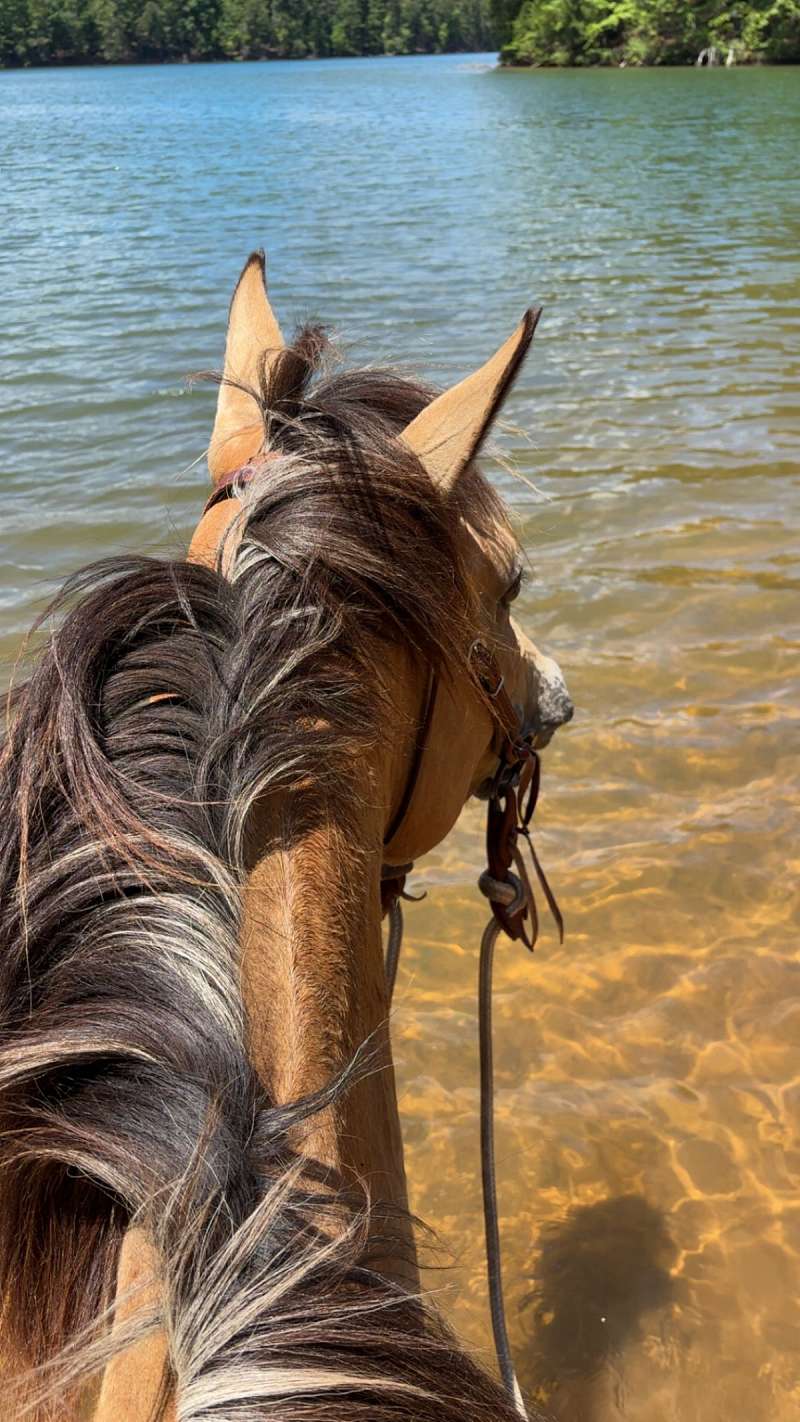 3 Year Old AQHA Mare