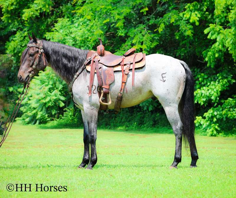 Gorgeous AQHA 6 Yr Old True Blue Roan Ranch Gelding, Trails, Show, Ranch