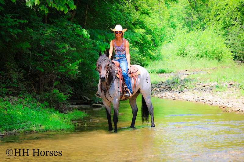 Gorgeous AQHA 6 Yr Old True Blue Roan Ranch Gelding, Trails, Show, Ranch