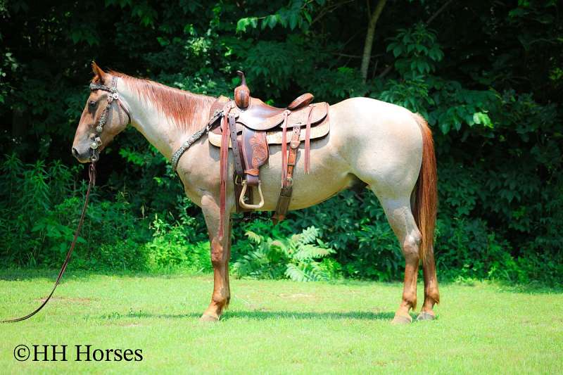 Really Nice Red Roan Quarter Horse Gelding, Ranch, Rope, Trail Ride