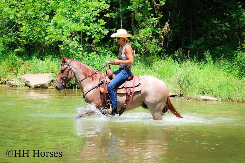 Really Nice Red Roan Quarter Horse Gelding, Ranch, Rope, Trail Ride