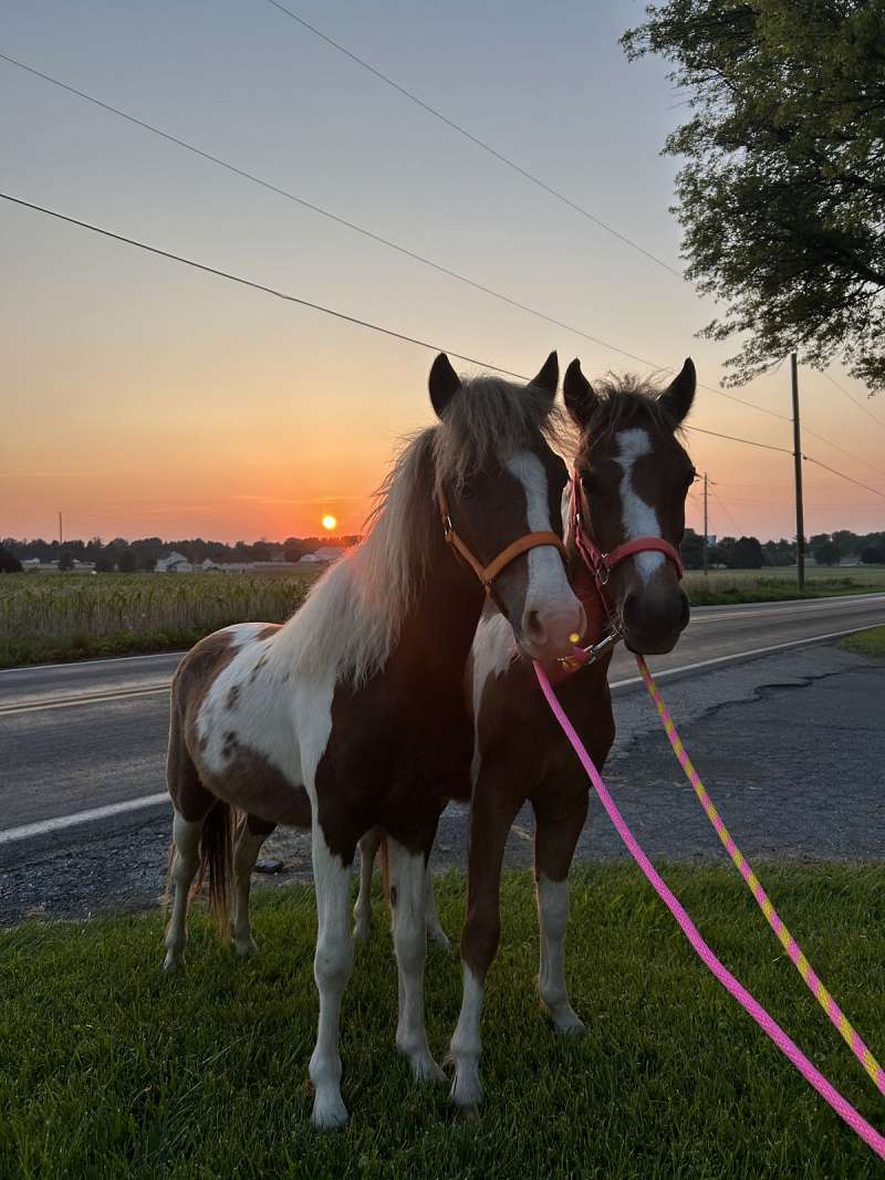 2 Little Filly’S