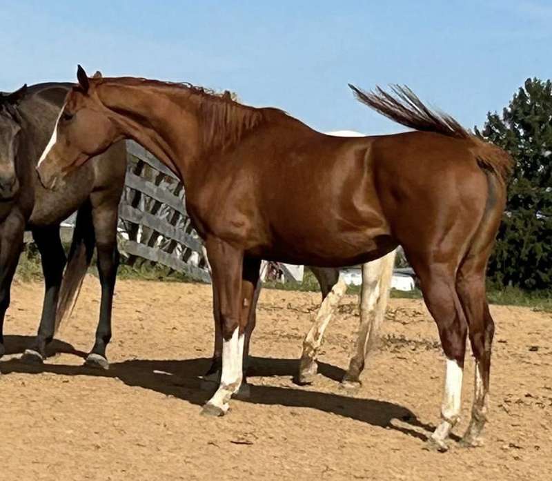 Sold. Mare in Foal to Frame Overo JC Stallion, Remarquez