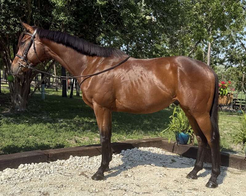 Man From Nazareth--16.1h, 2021 TB Gelding, Trained, Never Raced
