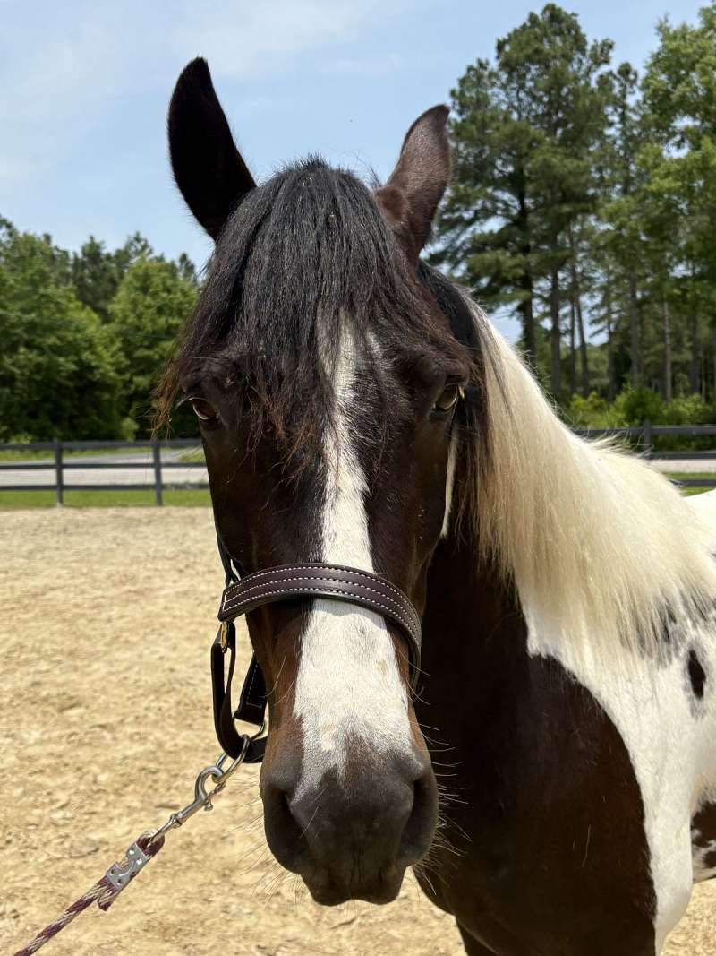 Gentle Paint Gelding