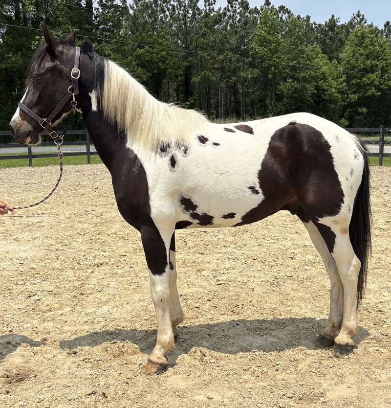 Gentle Paint Gelding