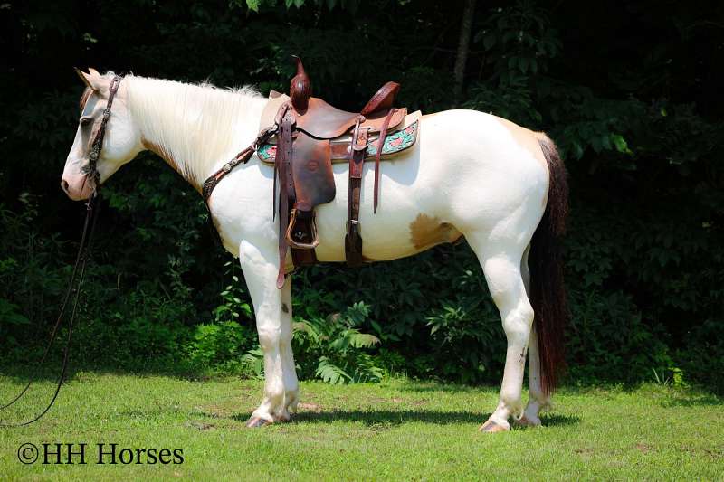 Gorgeous Flashy Buckskin & White Overo Registered APHA Gelding, Ropes