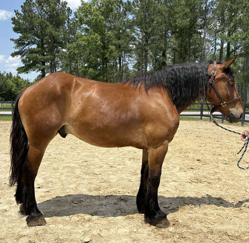 Bombproof Draft Cross