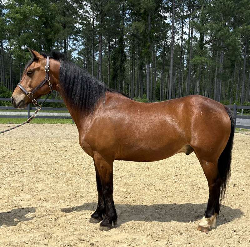 Bay Morgan Gelding