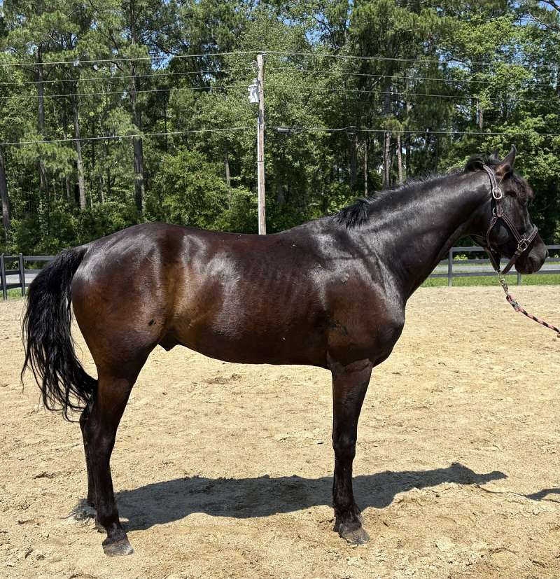 Registered Morgan Gelding