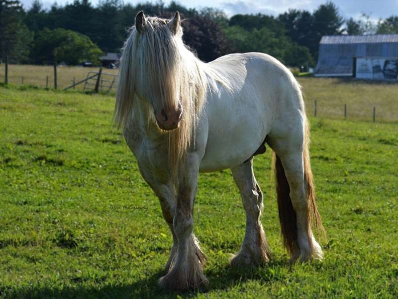 Gorgeous, Proven Silver Buckskin Stallion