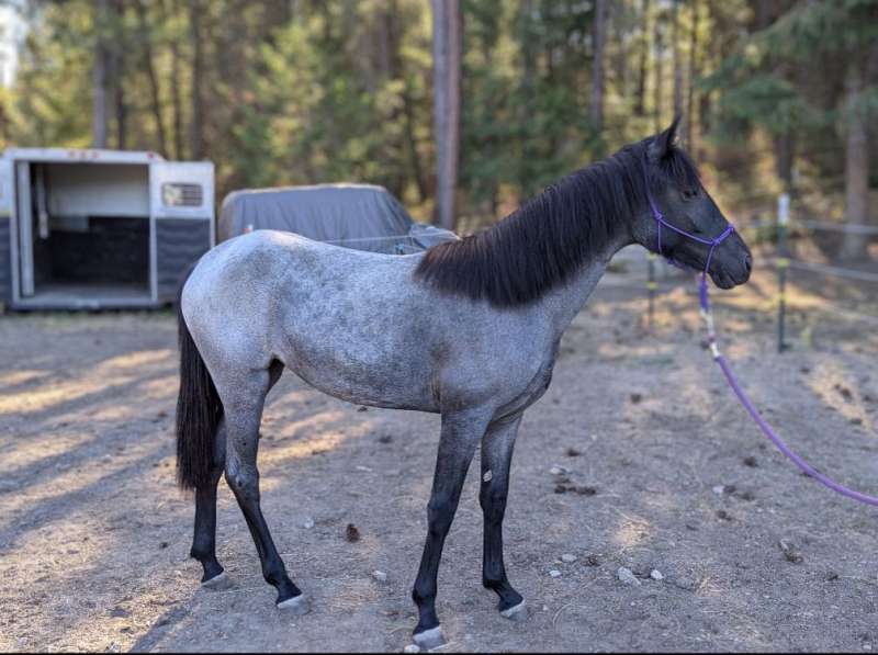 Miner's Spark of Blue - 2 Year Old Registered TWH
