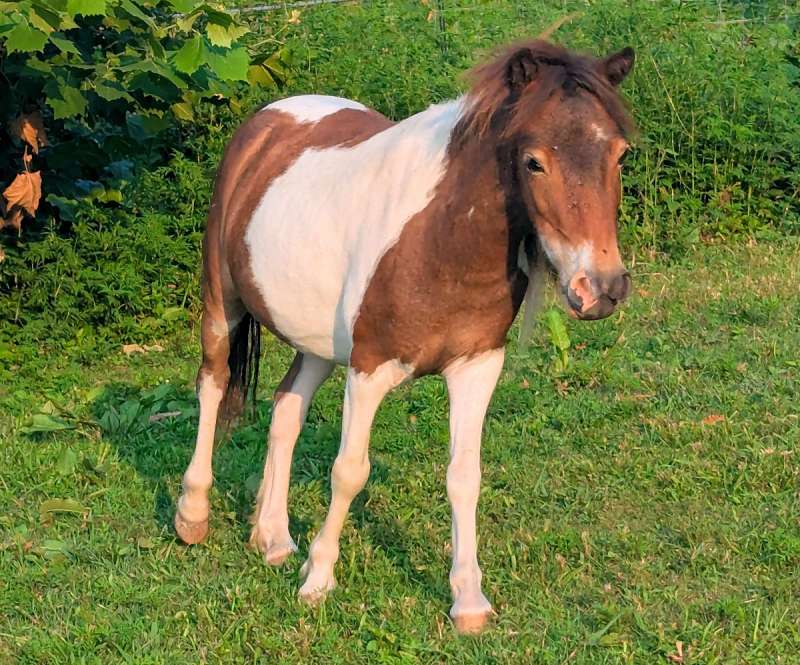 Flashy Pinto Young Mare