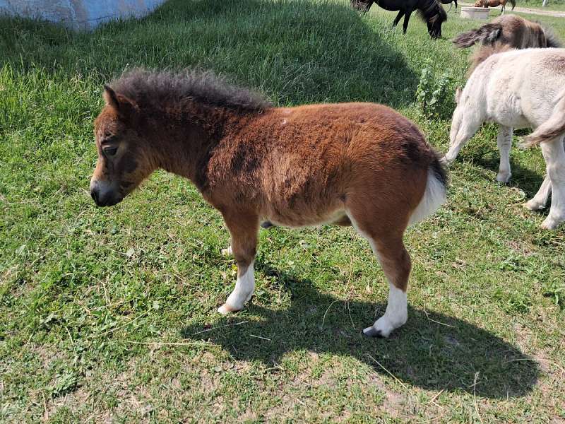 Phantom- AMHA/AMHR Filly