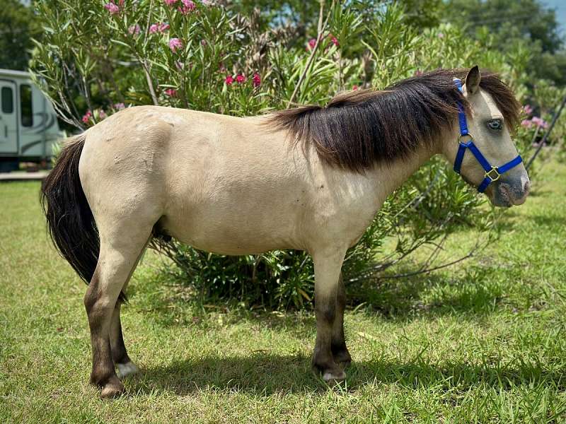 Blue Eyed Buckskin Appaloosa Mini Gelding