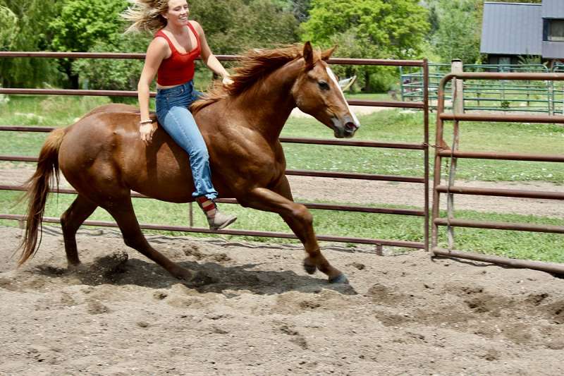 Touche is a One of a Kind 2023 Sorrel QH Mare With a Gentle Soul